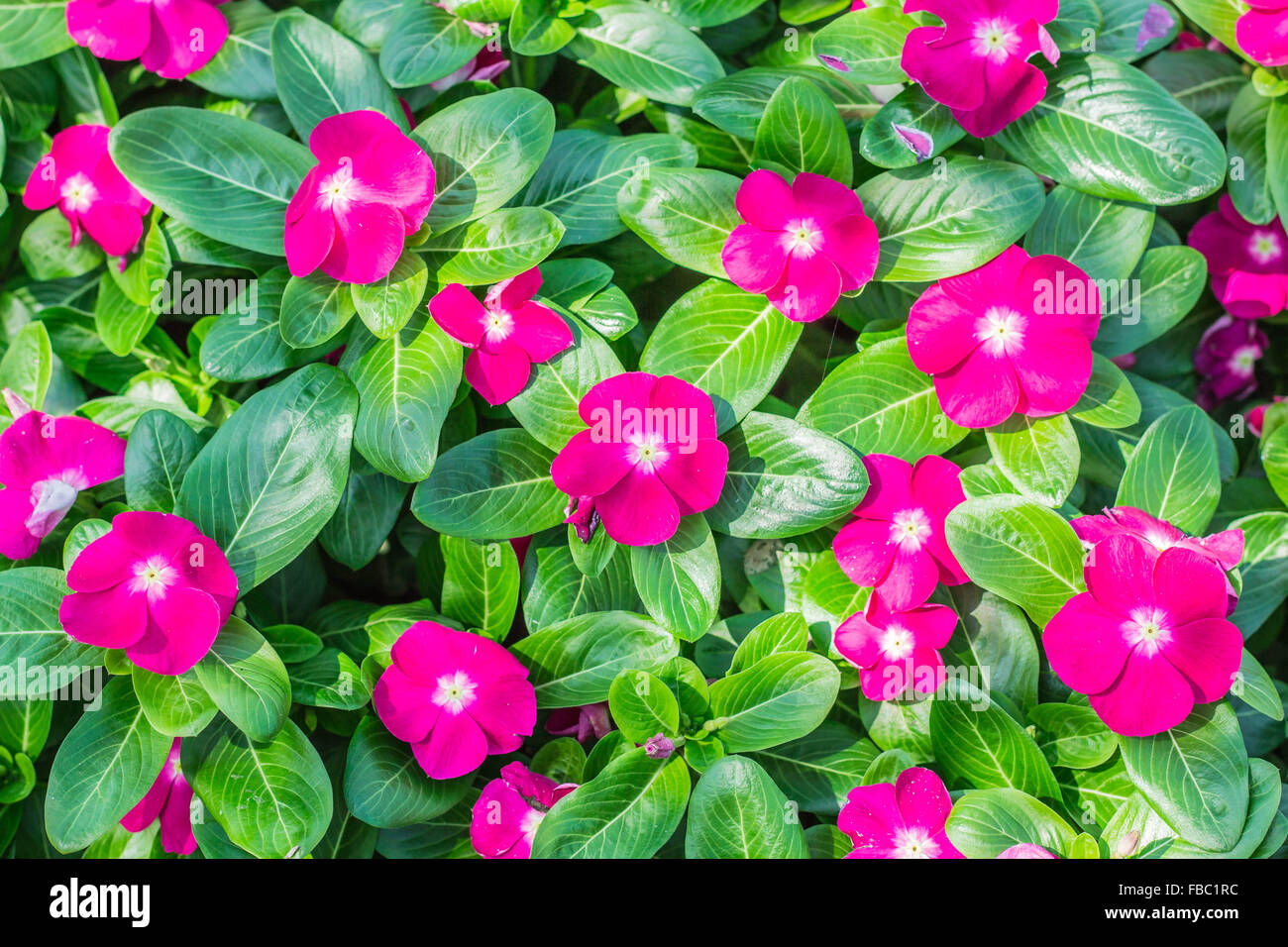 Purple flowers on a garden plot Stock Photo - Alamy
