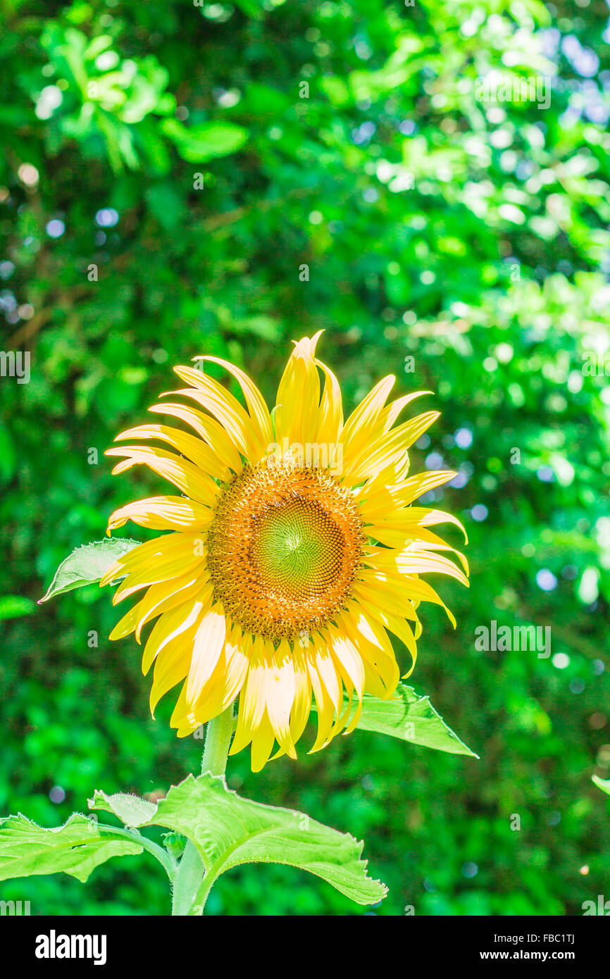 Sunflower nature of the green in the garden Stock Photo - Alamy