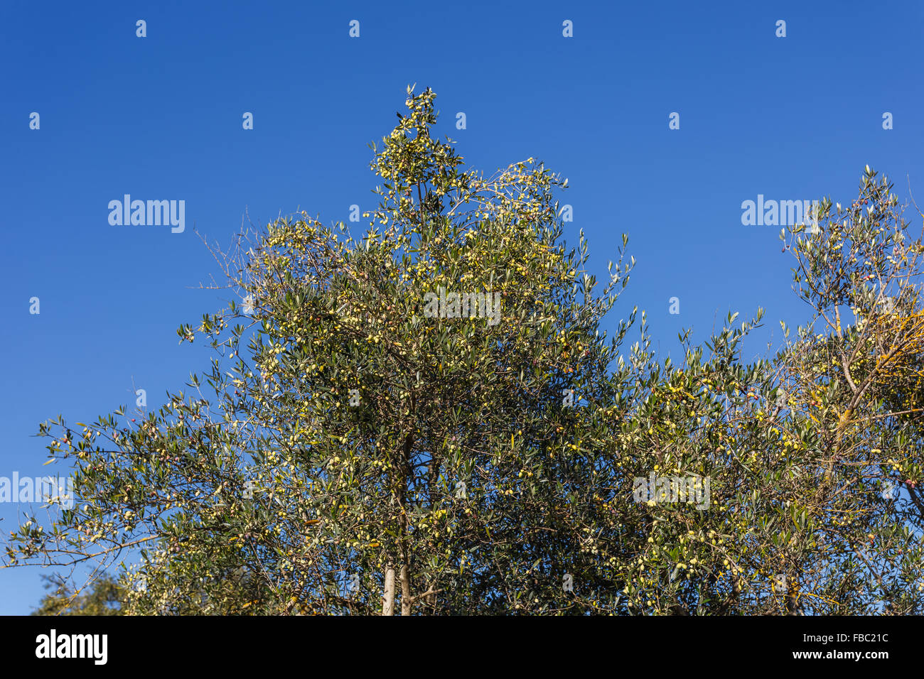 Olive oil tree branch with ripe olives ready for harvest against a blue ...