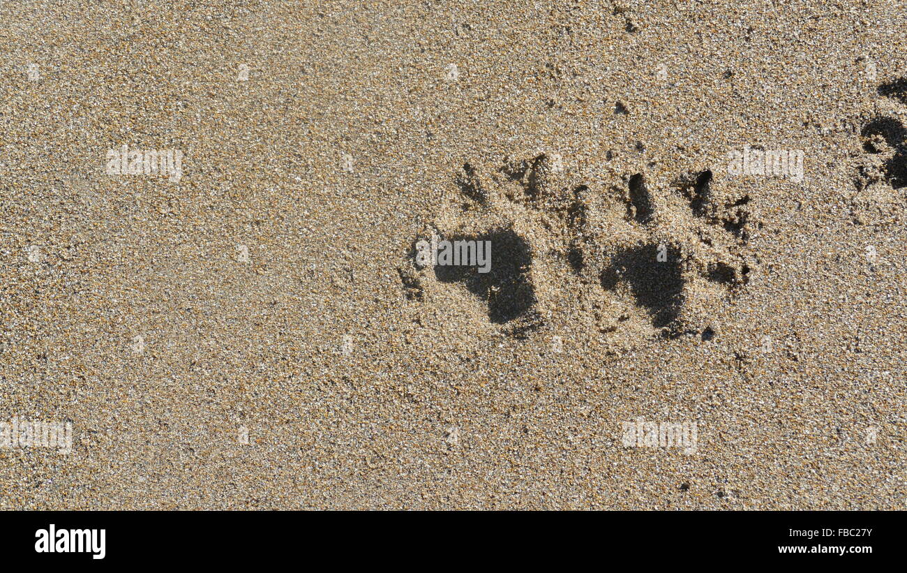 two dog steps,paws on the sundy beach,nice background Stock Photo - Alamy