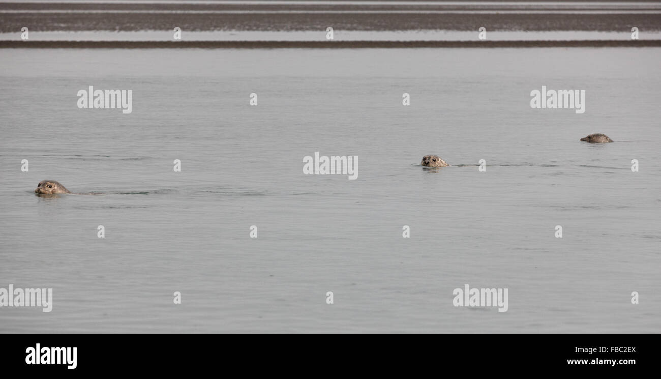 Iceland. Seals swimming in a fjord Stock Photo - Alamy