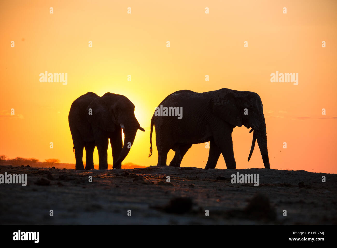 Two Elephants in the silhouetted in a sunset Stock Photo - Alamy