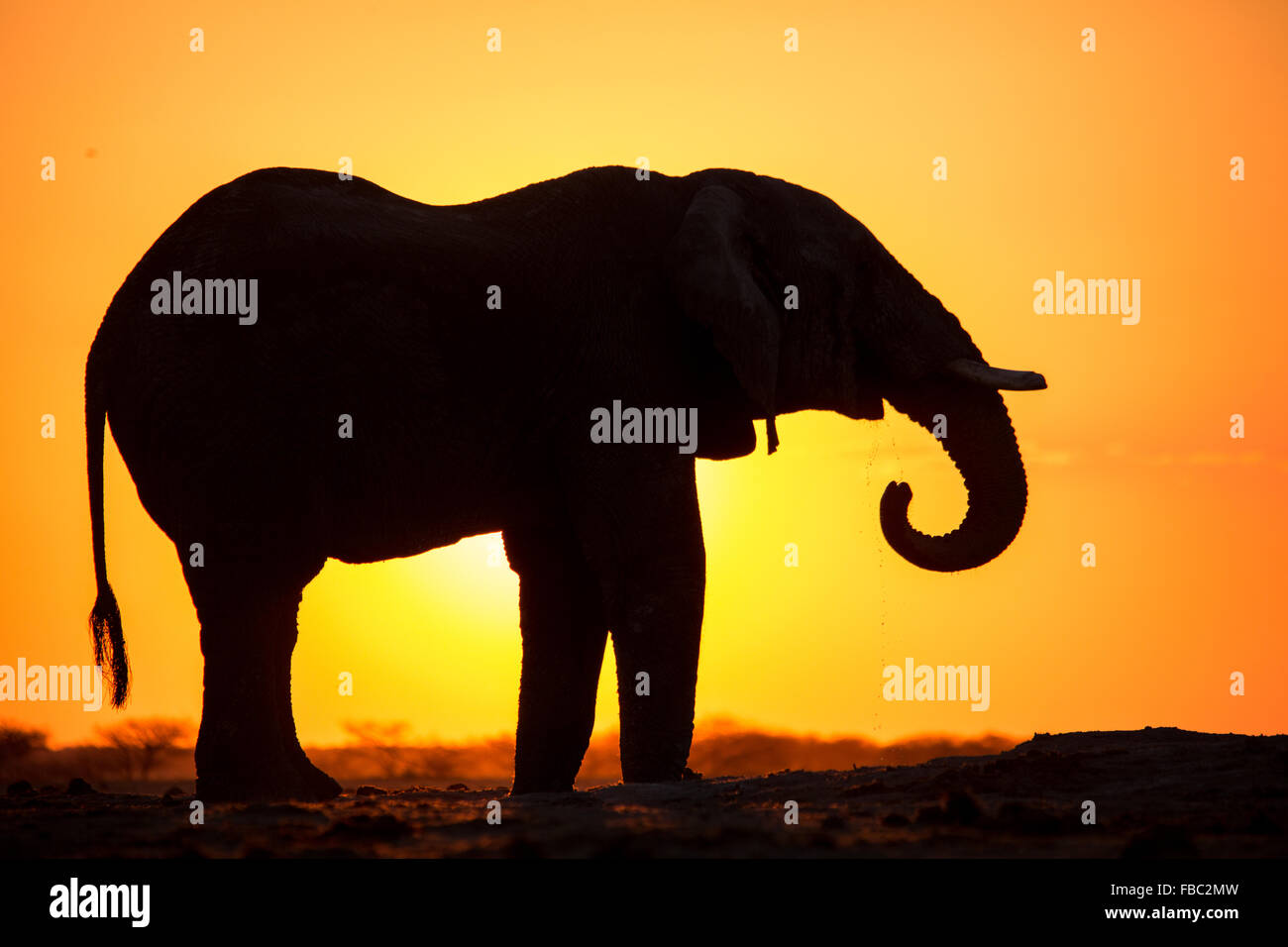 Elephant in the sunset Stock Photo - Alamy