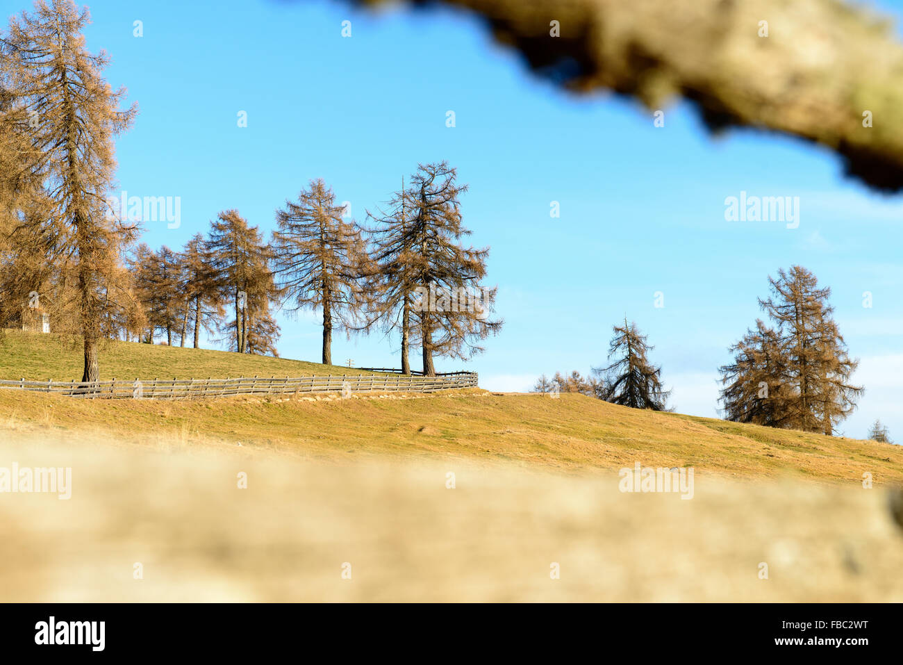Almwiese wiese hi-res stock photography and images - Alamy