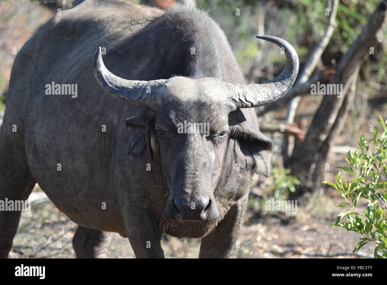 Grey horns hi-res stock photography and images - Alamy