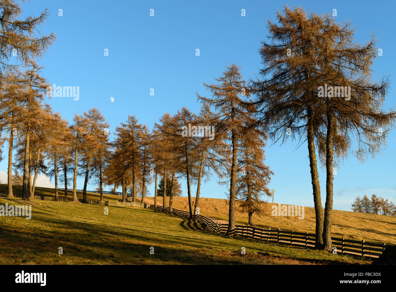 Almwiese wiese hi-res stock photography and images - Alamy