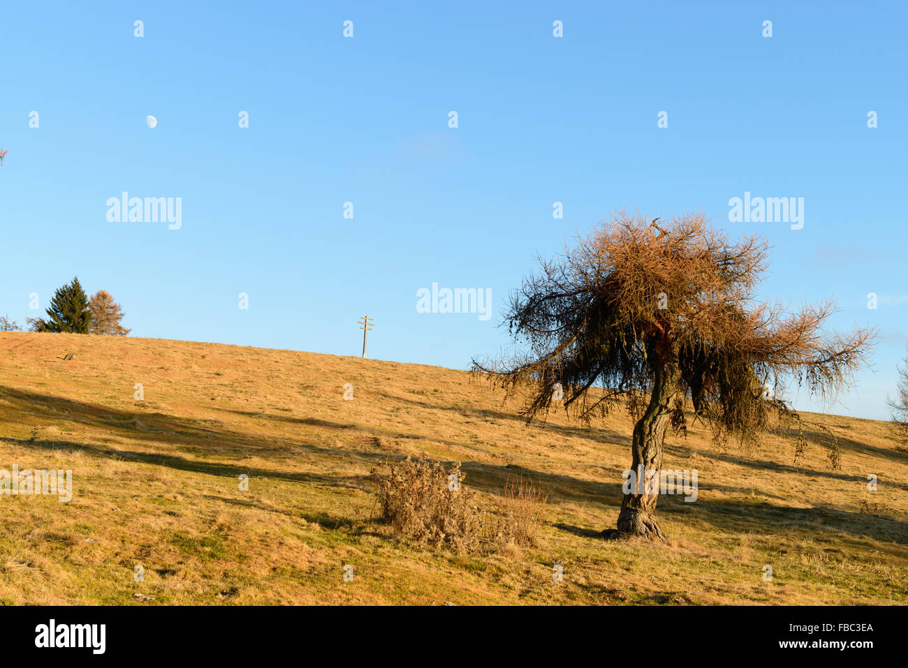 Almwiese wiese hi-res stock photography and images - Alamy