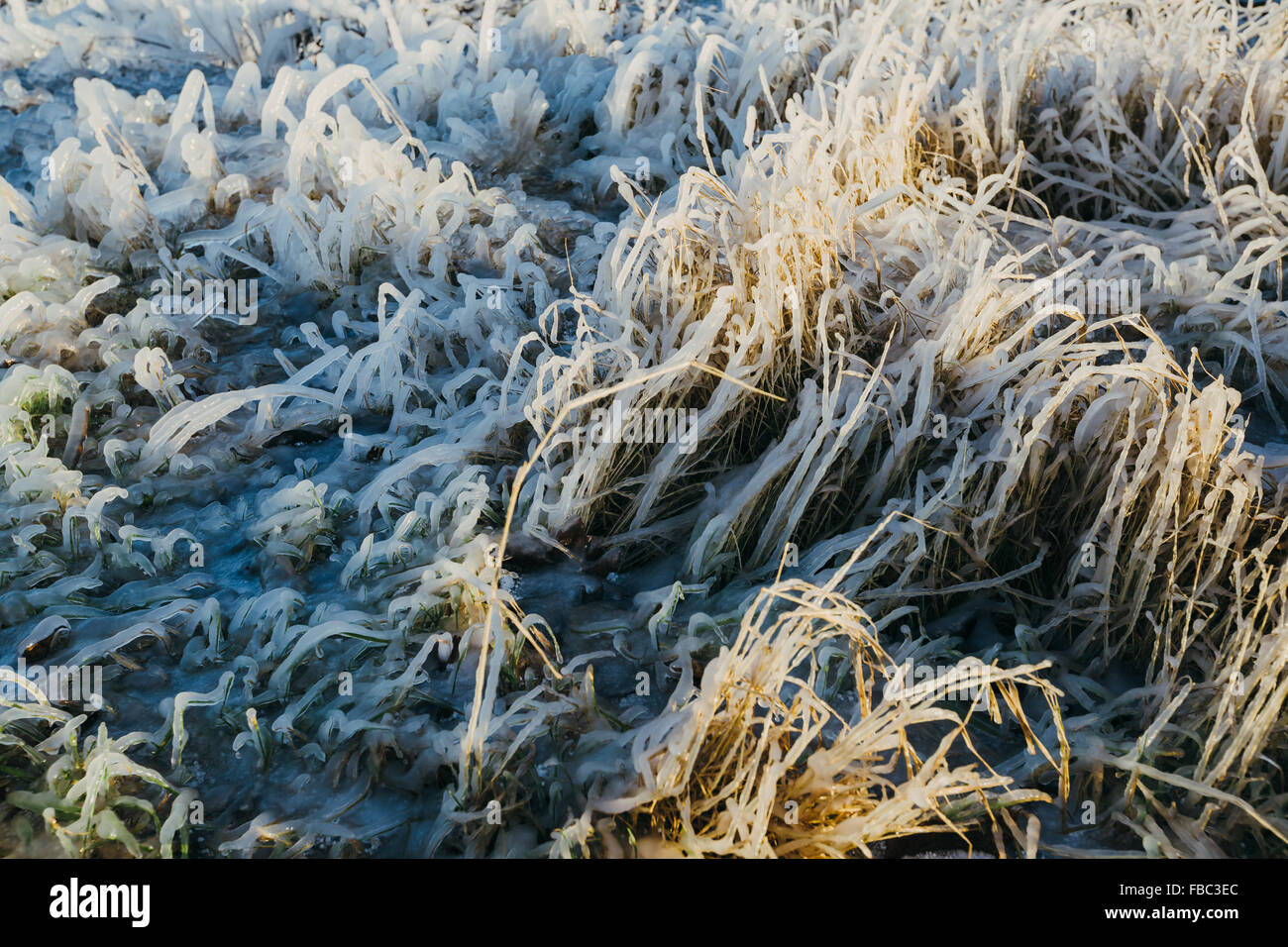 Iced over grass in an abstract beautiful form Stock Photo - Alamy