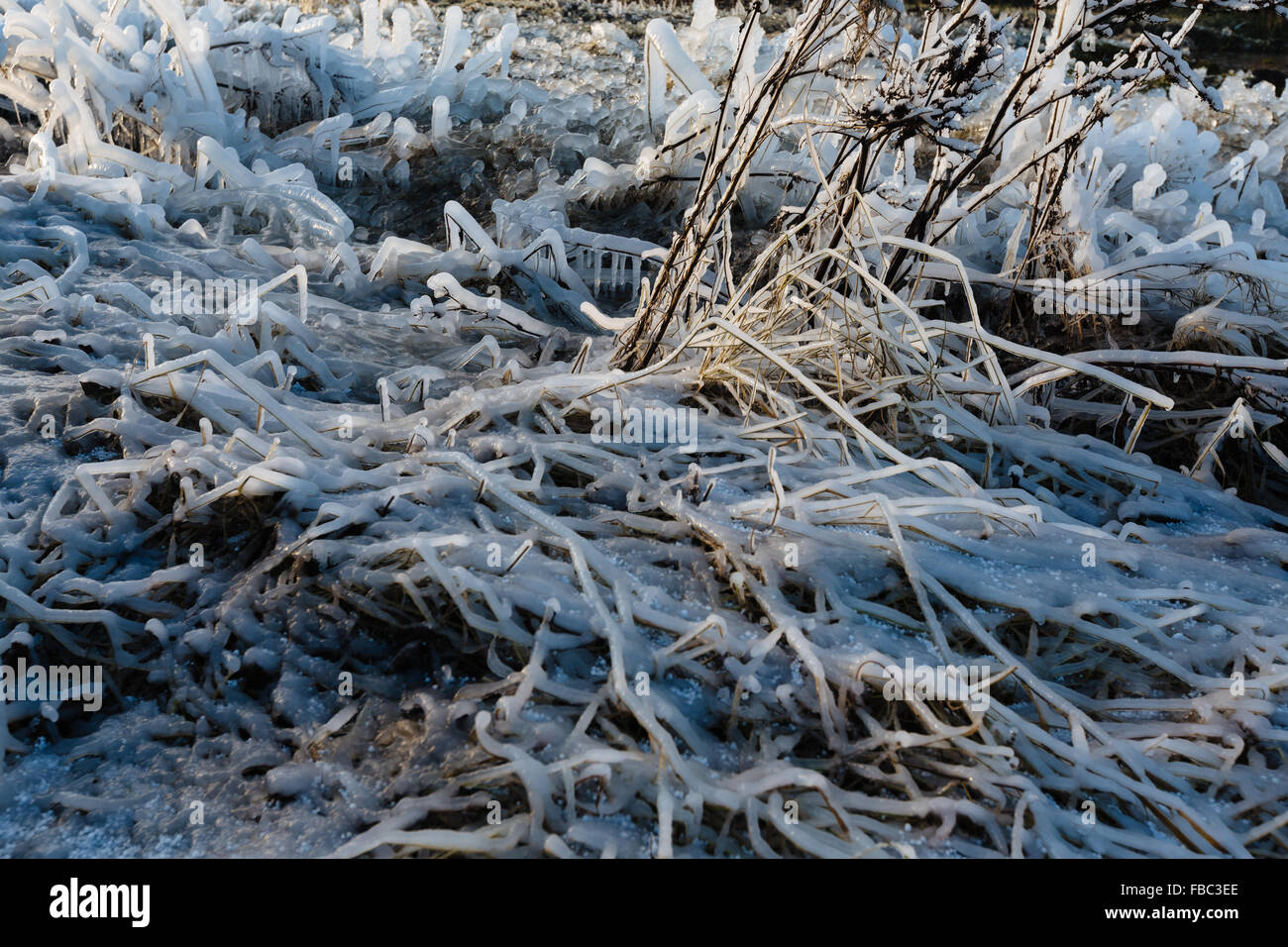 Iced over grass in an abstract beautiful form Stock Photo - Alamy
