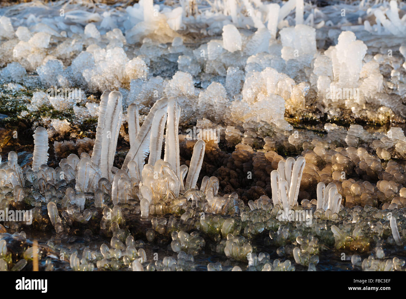Iced over grass in an abstract beautiful form Stock Photo - Alamy