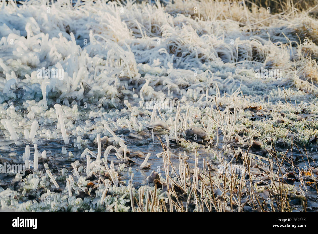 Iced over grass in an abstract beautiful form Stock Photo - Alamy