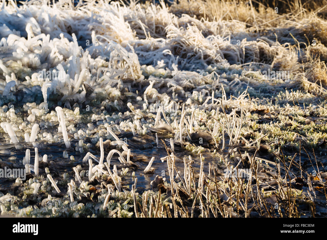 Iced over grass in an abstract beautiful form Stock Photo - Alamy