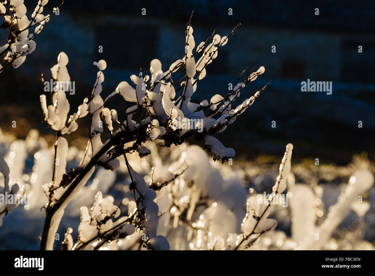 Iced over grass in an abstract beautiful form Stock Photo - Alamy