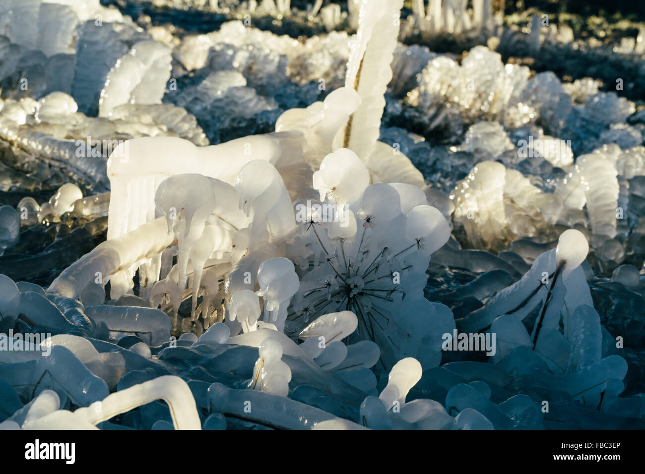 Iced over grass in an abstract beautiful form Stock Photo - Alamy