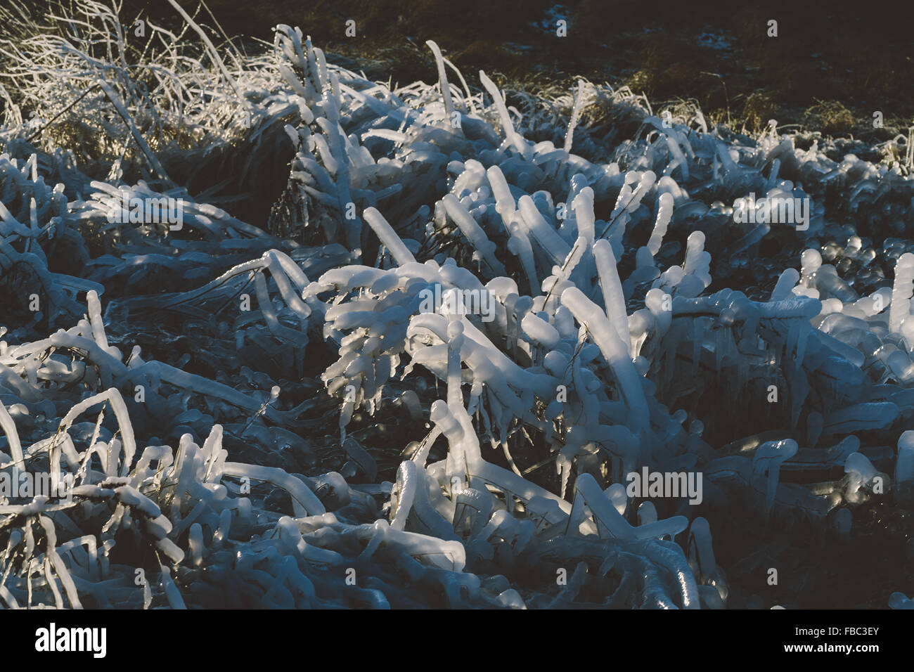 Iced over grass in an abstract beautiful form Stock Photo - Alamy