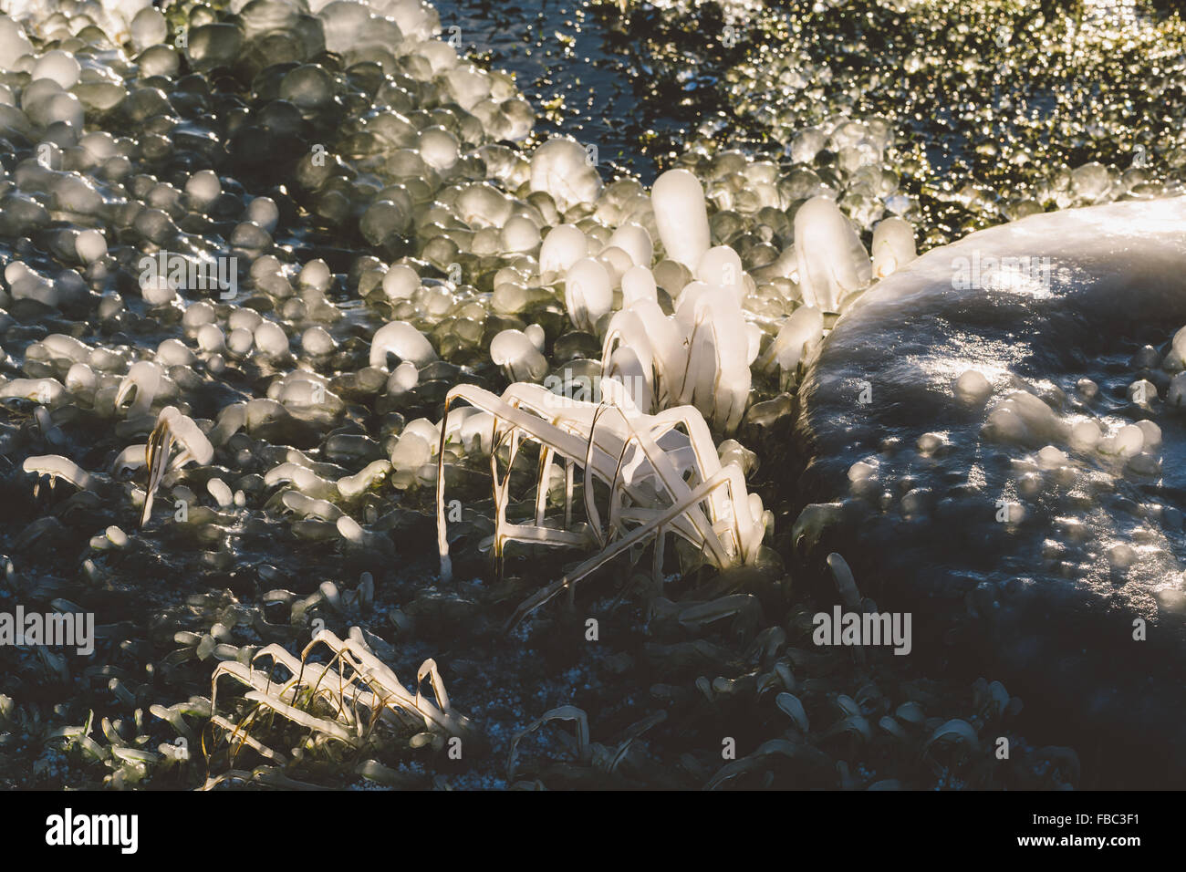Iced over grass in an abstract beautiful form Stock Photo - Alamy