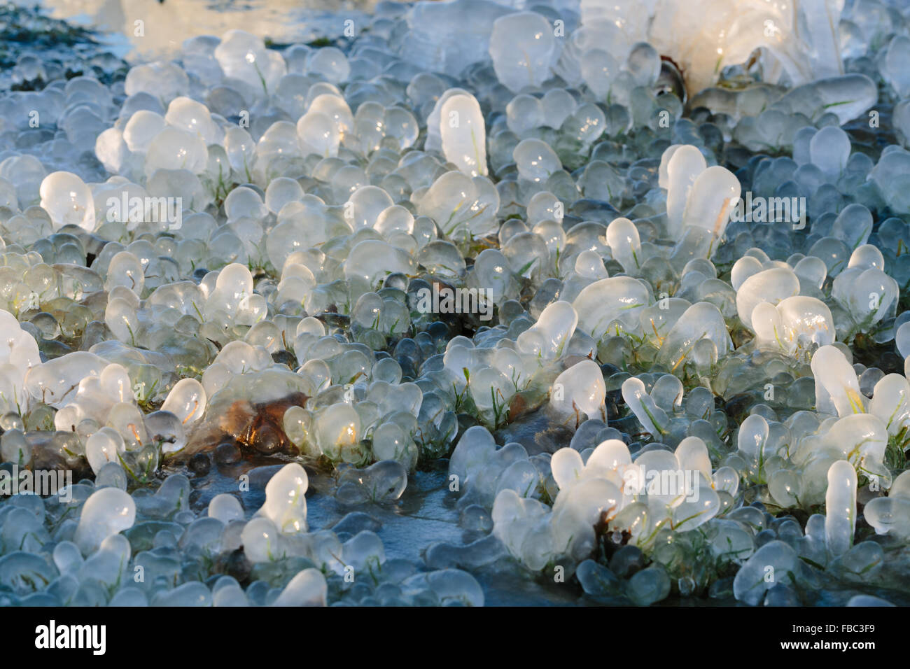 Iced over grass in an abstract beautiful form Stock Photo - Alamy