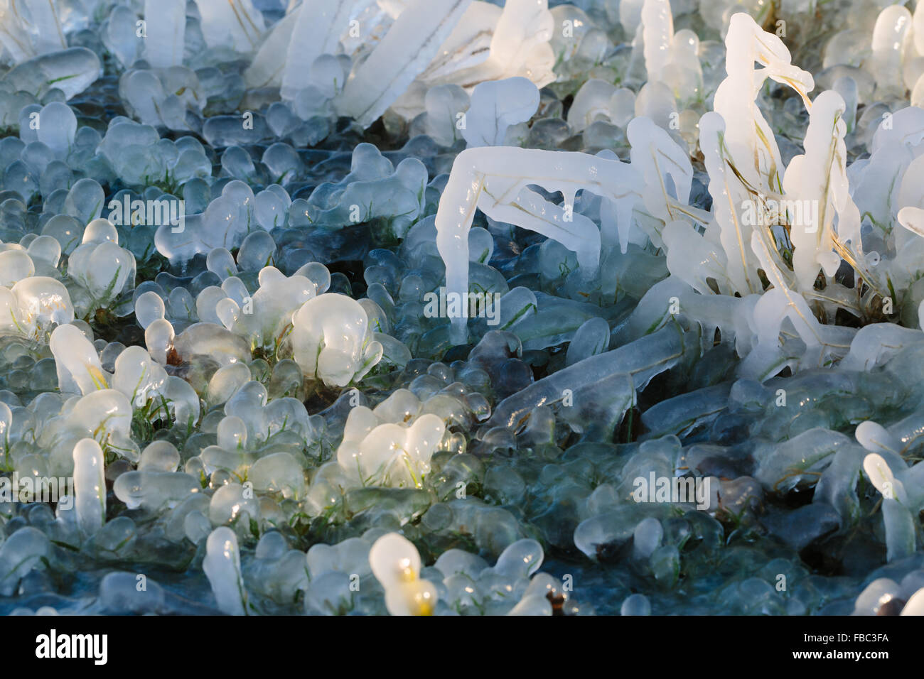 Iced over grass in an abstract beautiful form Stock Photo - Alamy
