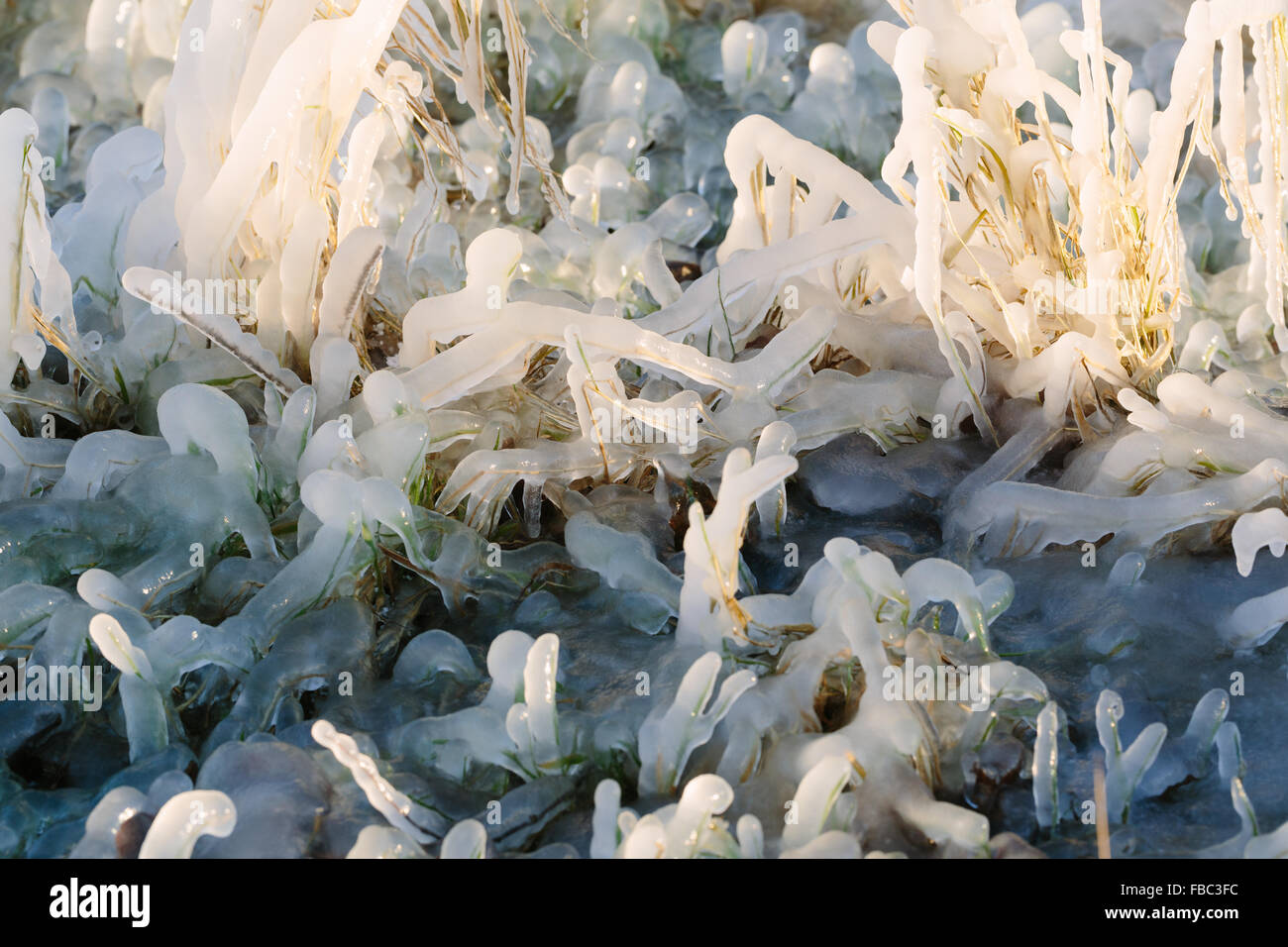 Iced over grass in an abstract beautiful form Stock Photo - Alamy