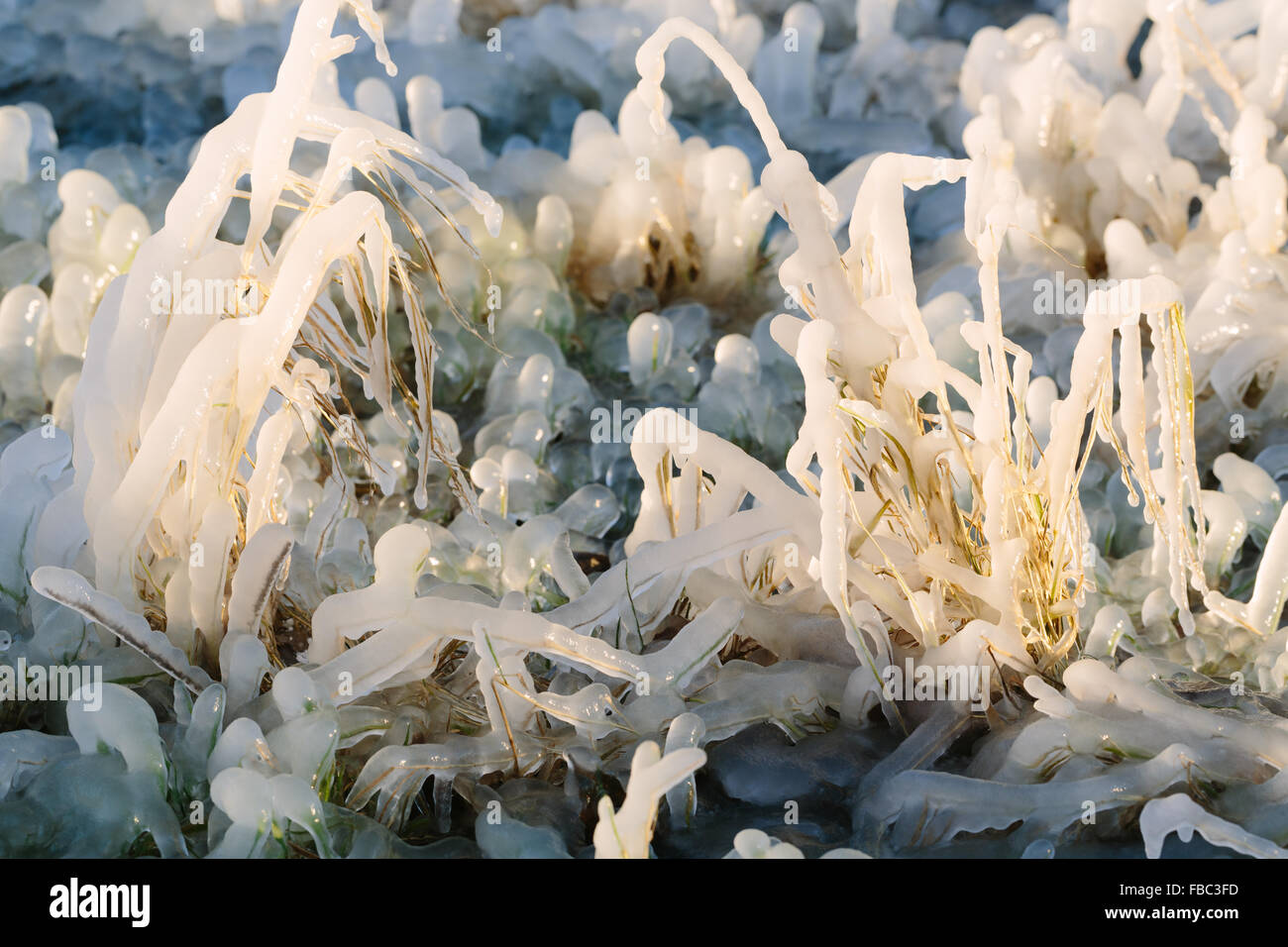 Iced over grass in an abstract beautiful form Stock Photo - Alamy