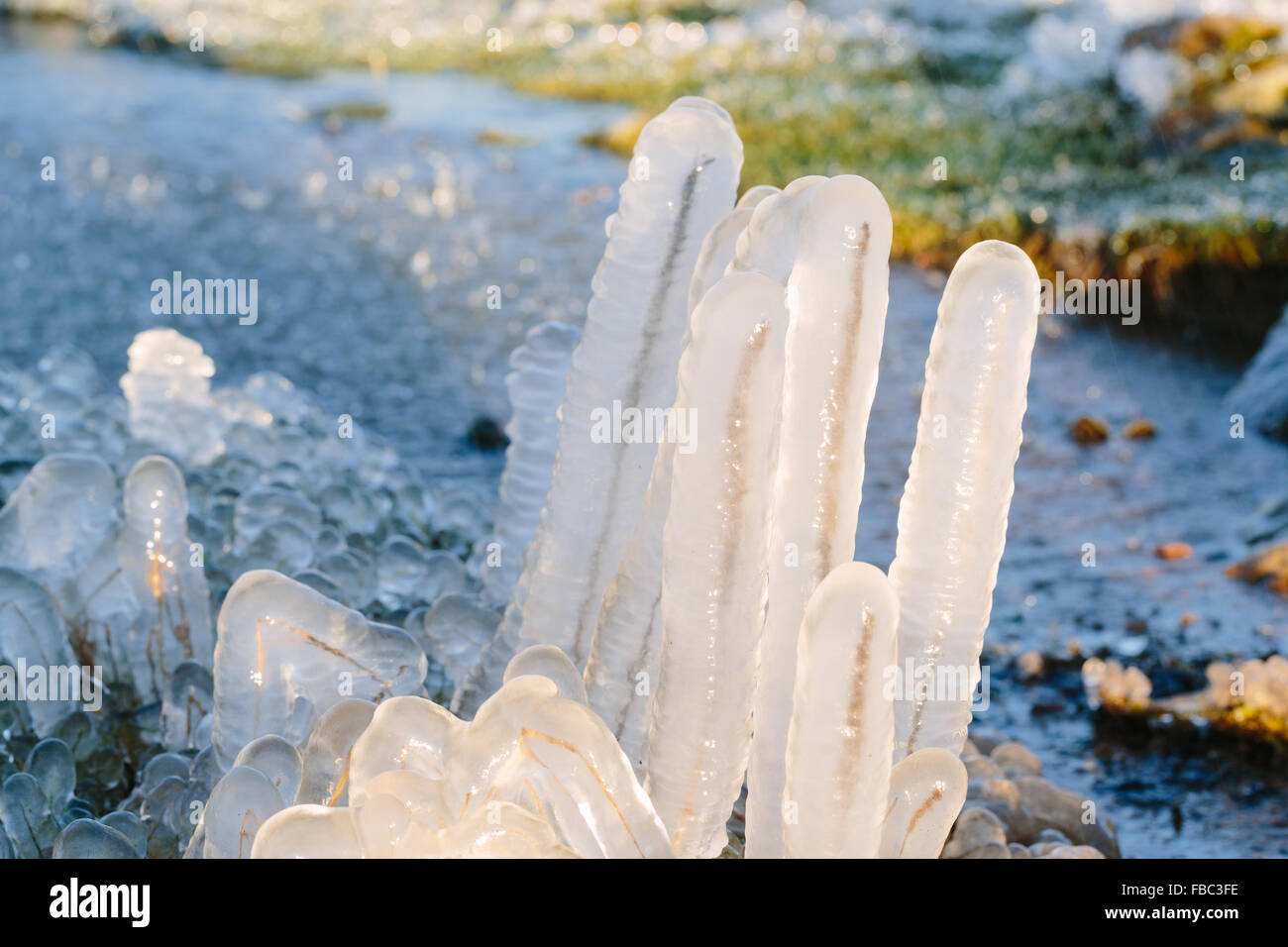 Iced over grass in an abstract beautiful form Stock Photo - Alamy