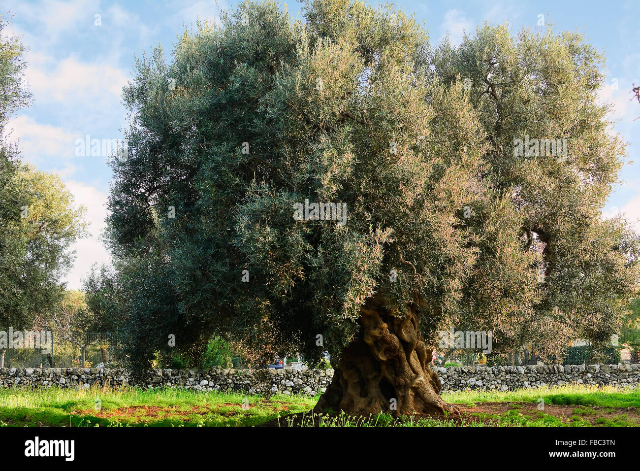 Olive tree in apulia countryside (Italy Stock Photo - Alamy