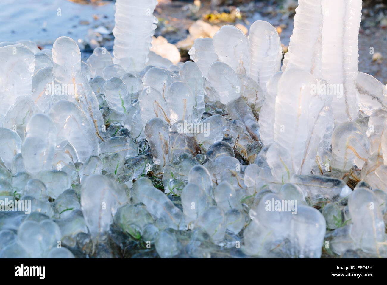 Iced over grass in an abstract beautiful form Stock Photo - Alamy