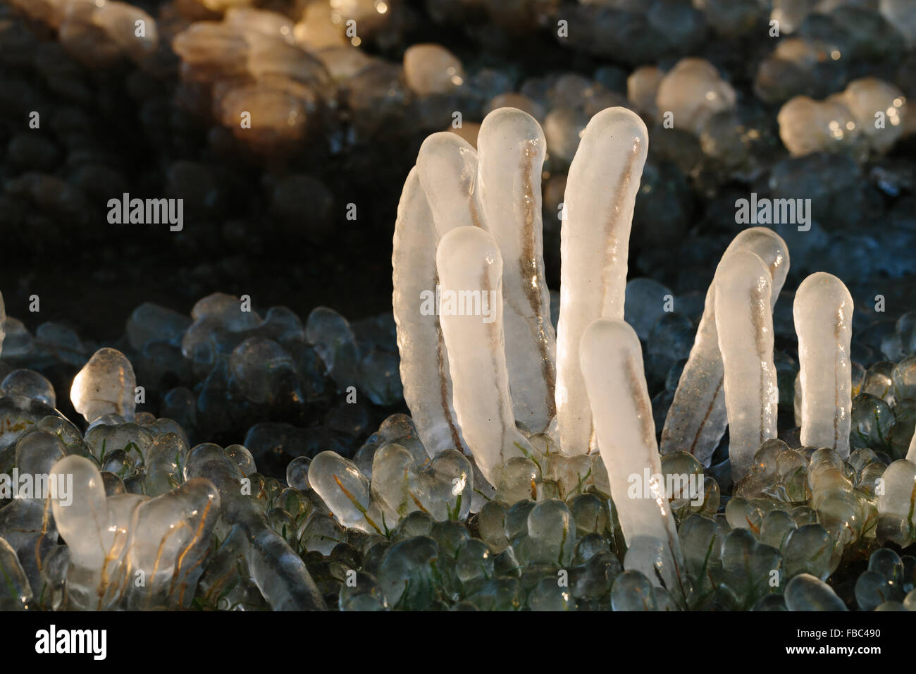 Iced over grass in an abstract beautiful form Stock Photo - Alamy