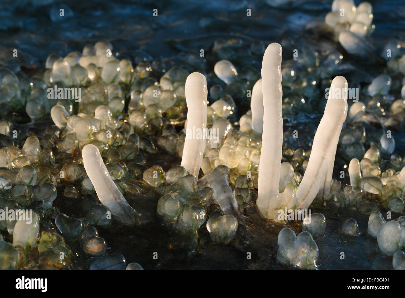 Iced over grass in an abstract beautiful form Stock Photo - Alamy