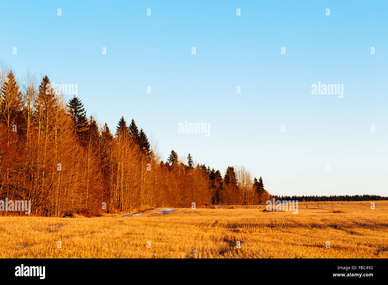 Big field of yellow color and wood on the left side Stock Photo - Alamy