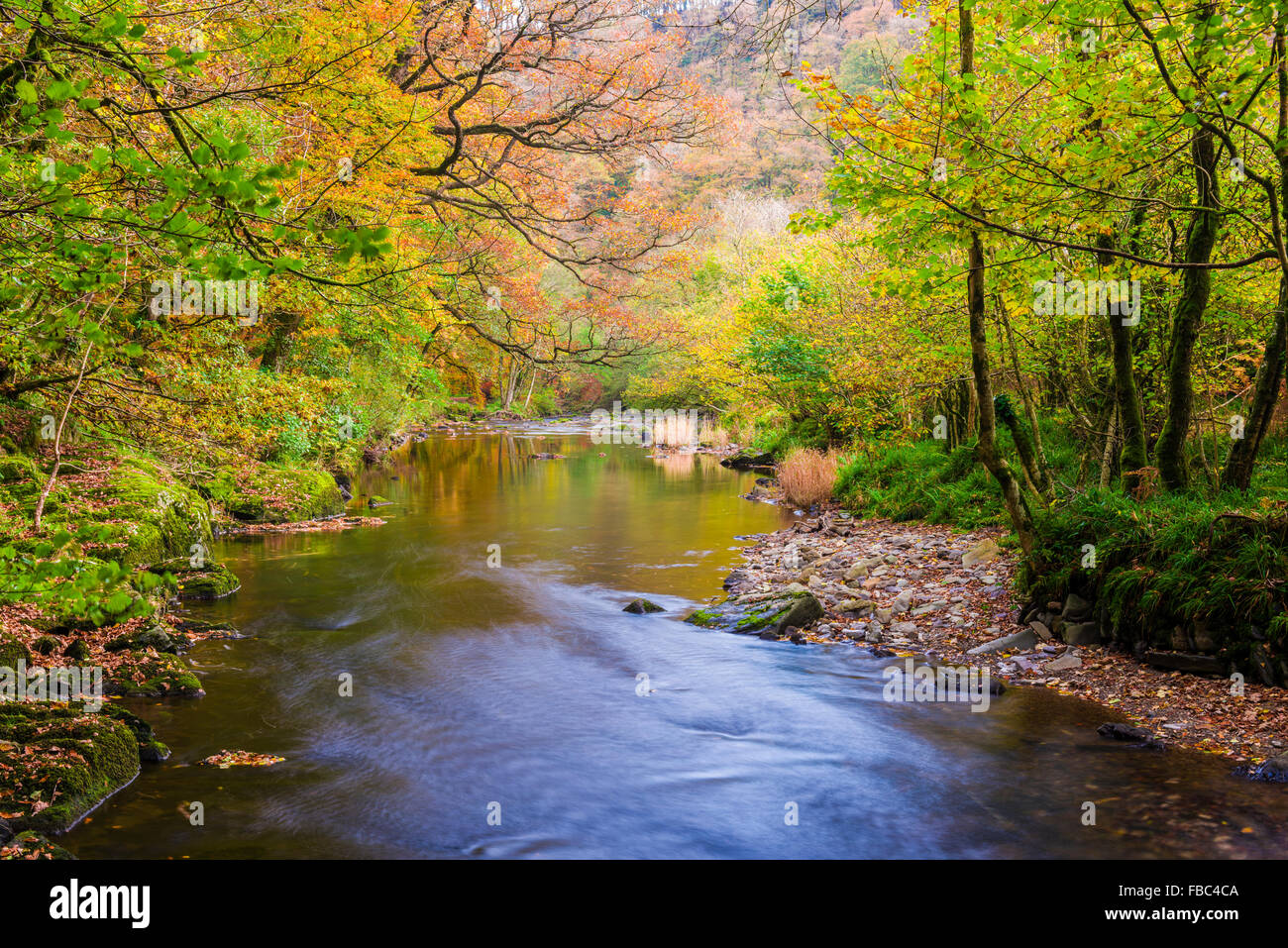 Autumn colours surround the River Barle near Tarr Steps. Exmoor ...