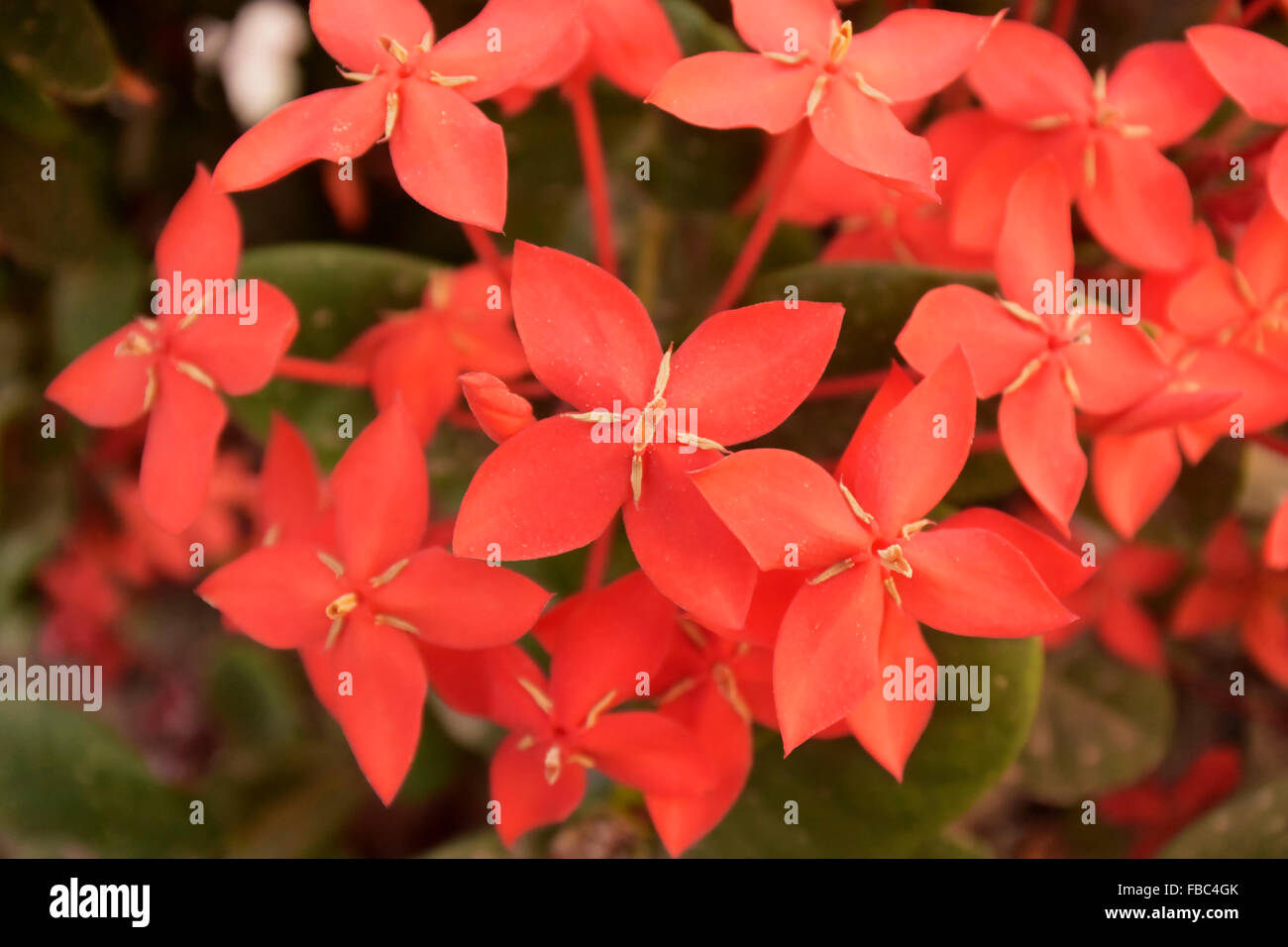 Beautiful coral hi-res stock photography and images - Alamy