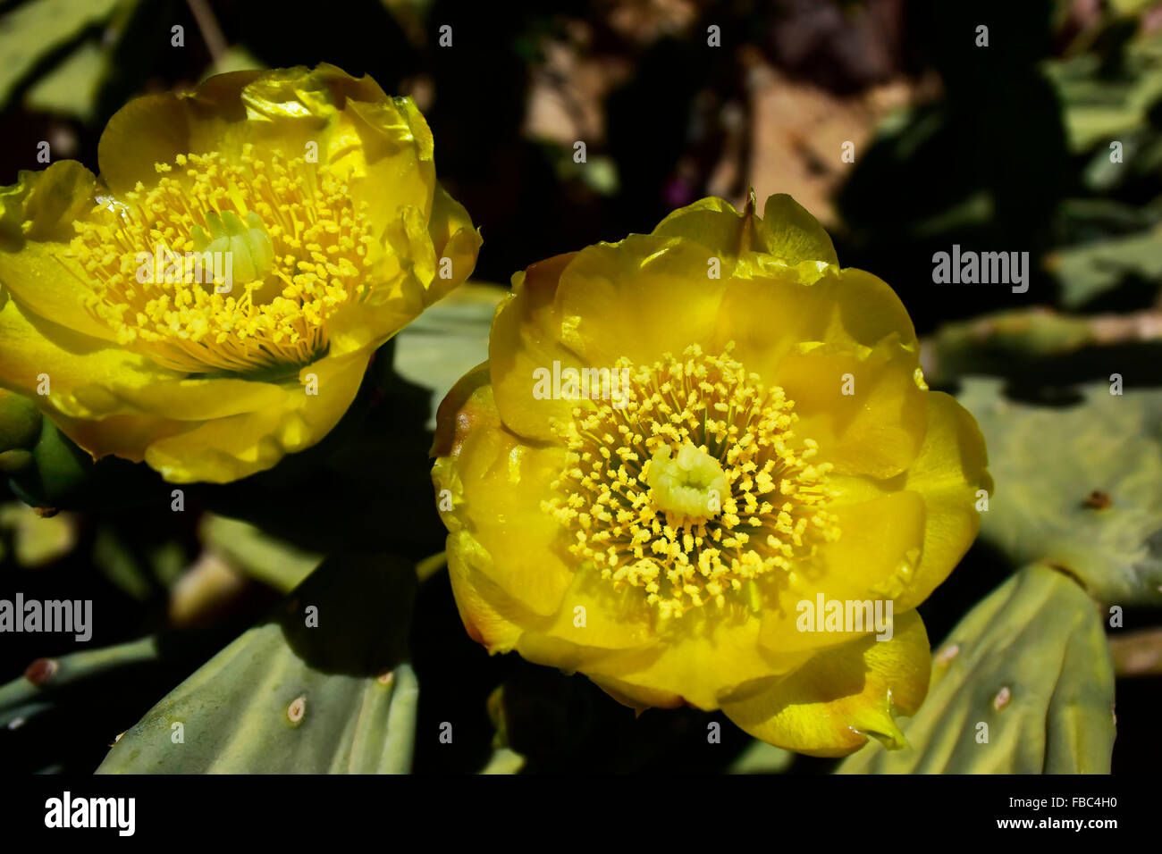 Yellow cactus hi-res stock photography and images - Alamy