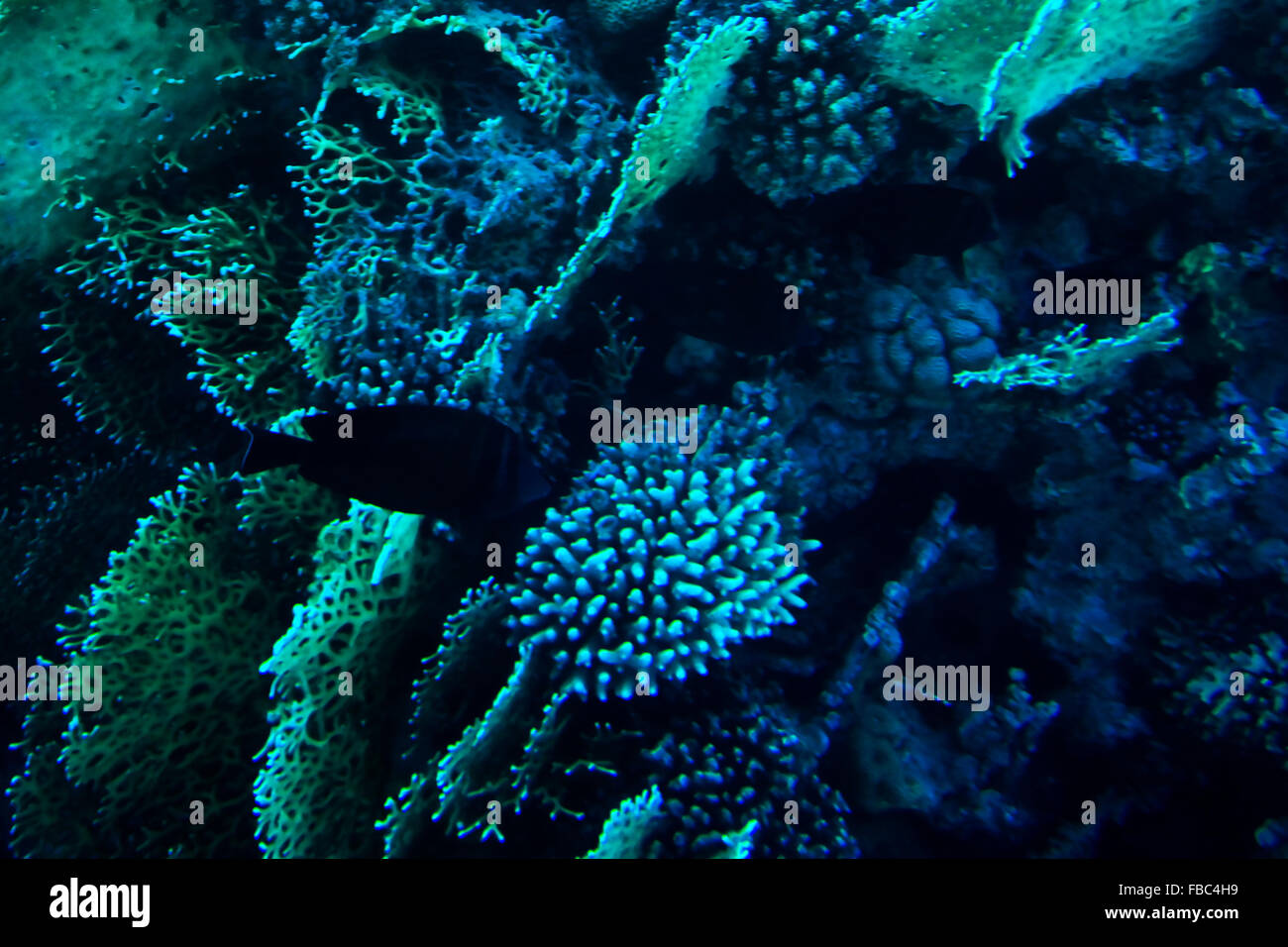 Black fishes swimming around the corals in the Red sea Stock Photo - Alamy
