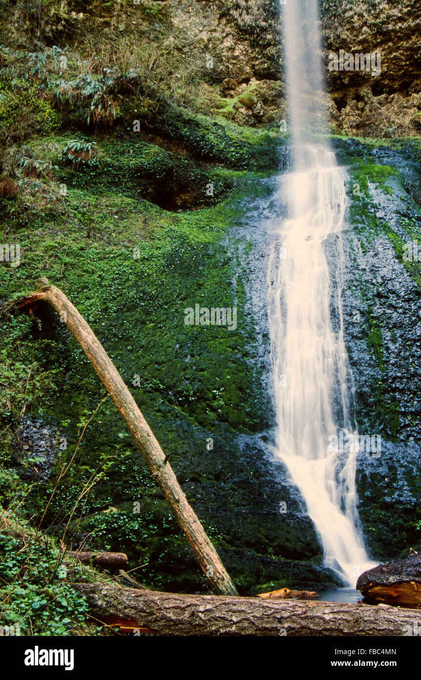 Silver Falls state park in Oregon has miles of hiking to see vast ...