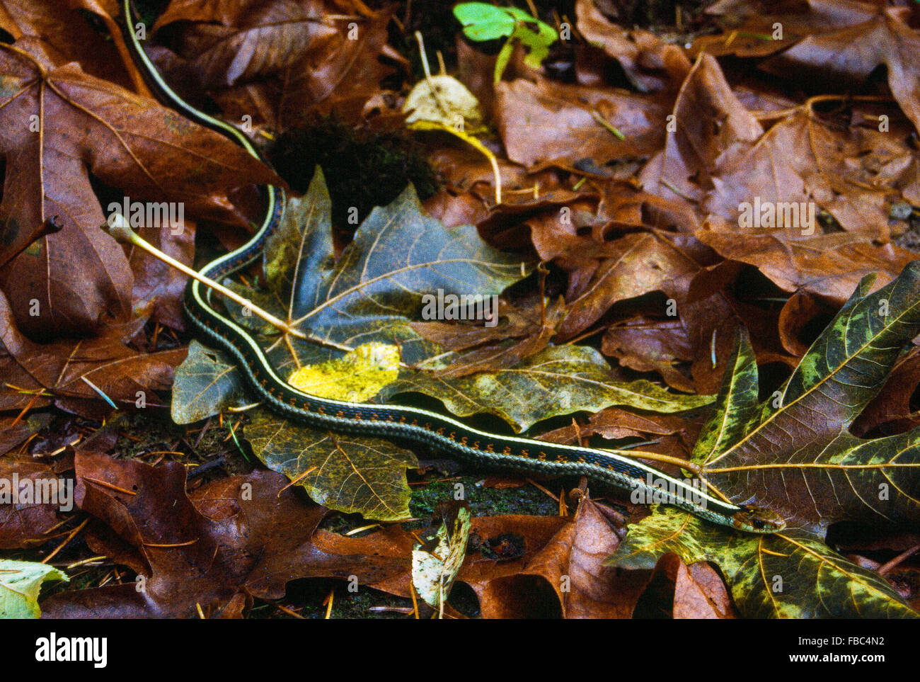 Wet reptile hi-res stock photography and images - Alamy