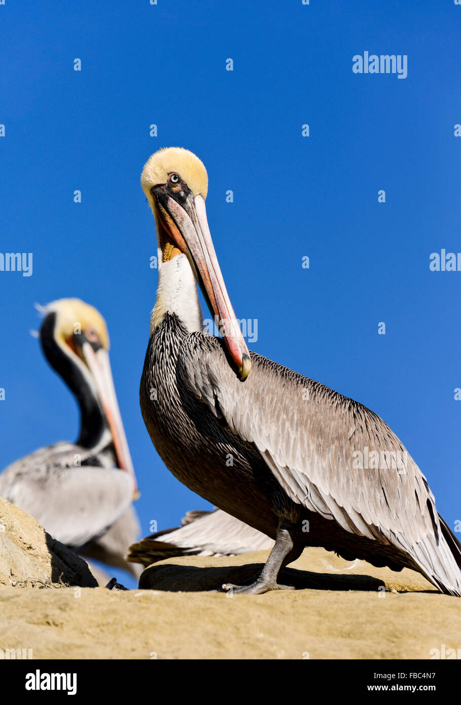A Pair of California Brown Pelicans, Pelecanus occidentalis, La Jolla ...