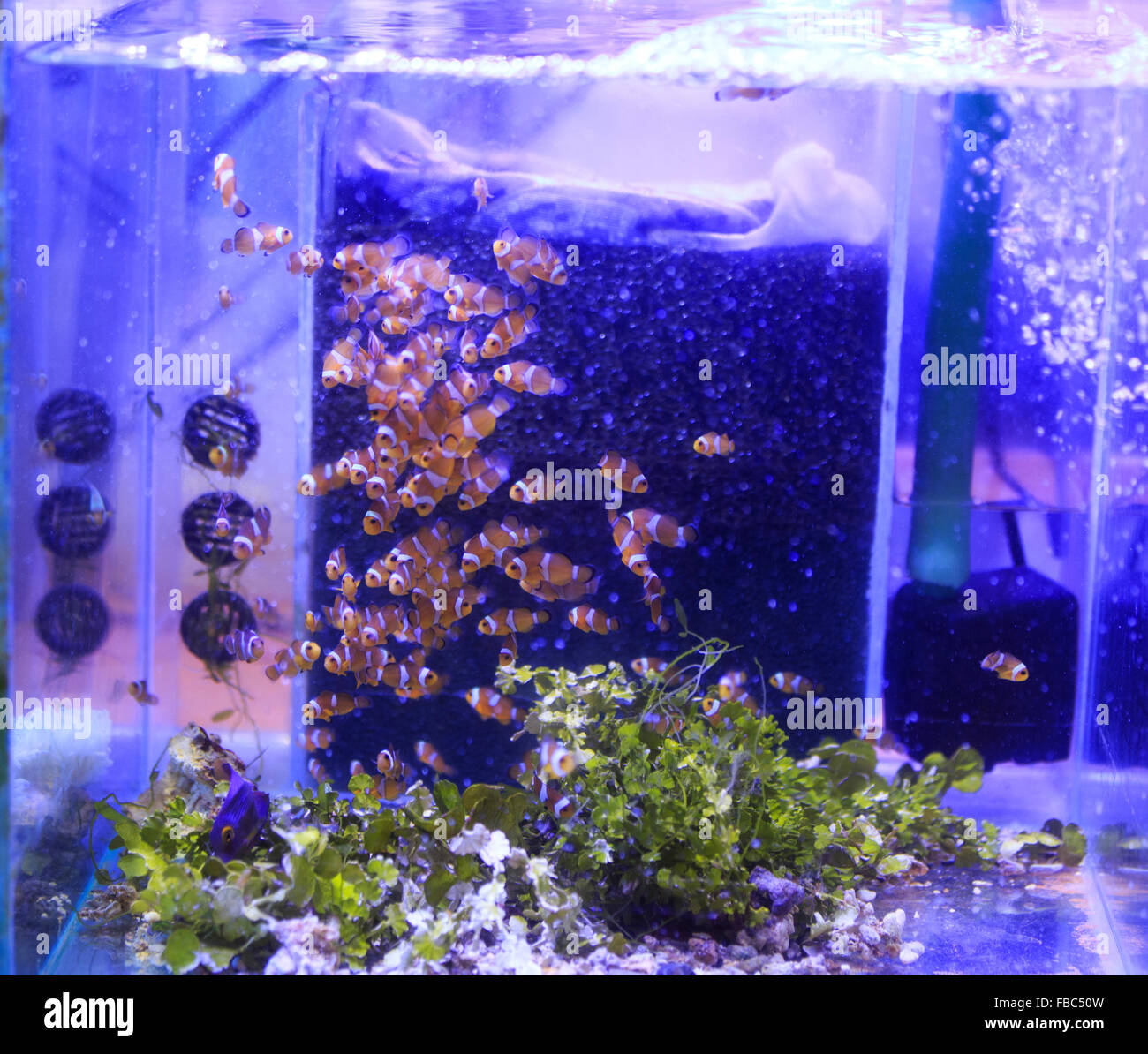 Clownfish (Anemonefish) farm Stock Photo - Alamy