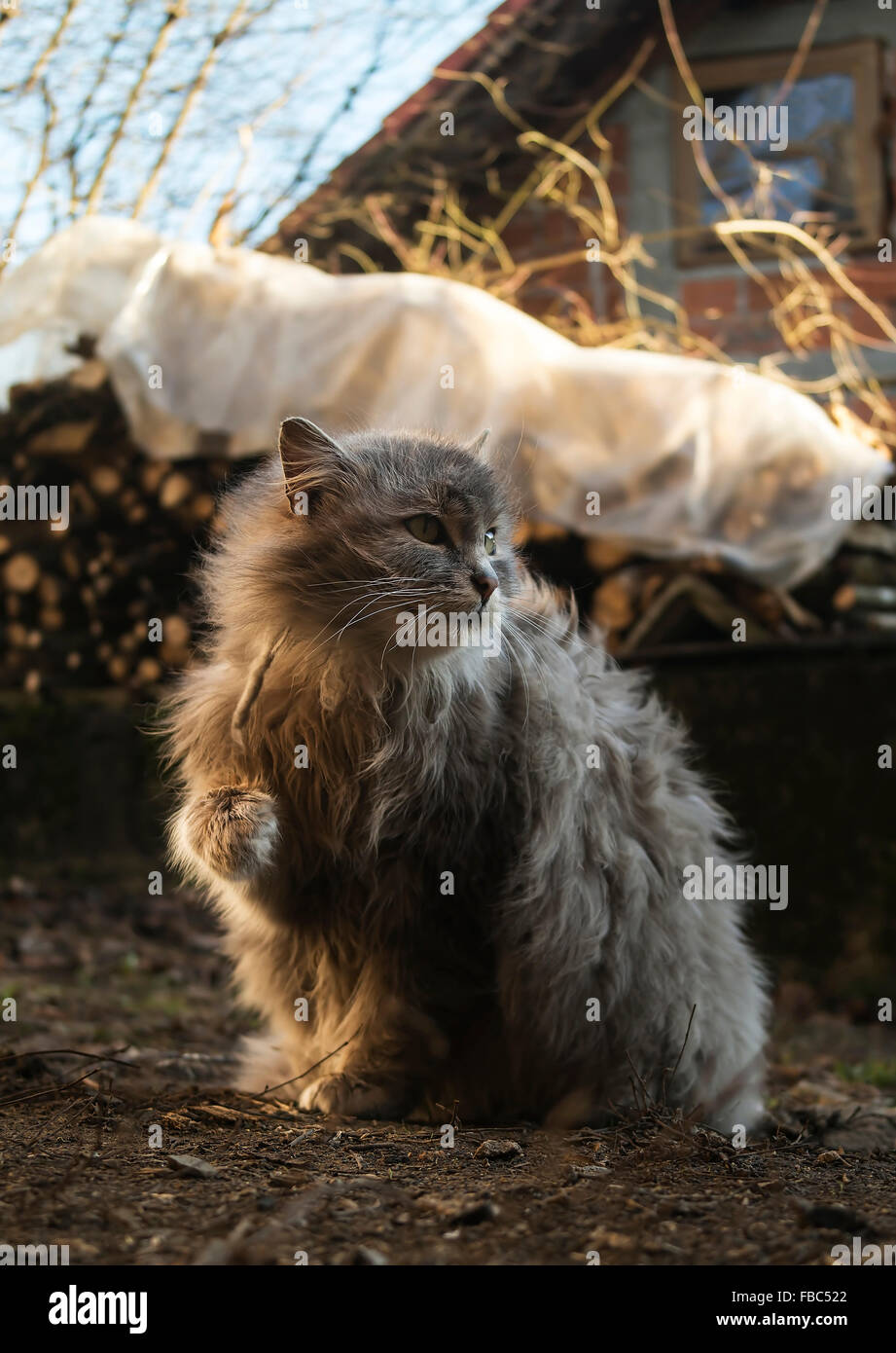 Scared eyes closed cat hi-res stock photography and images - Alamy