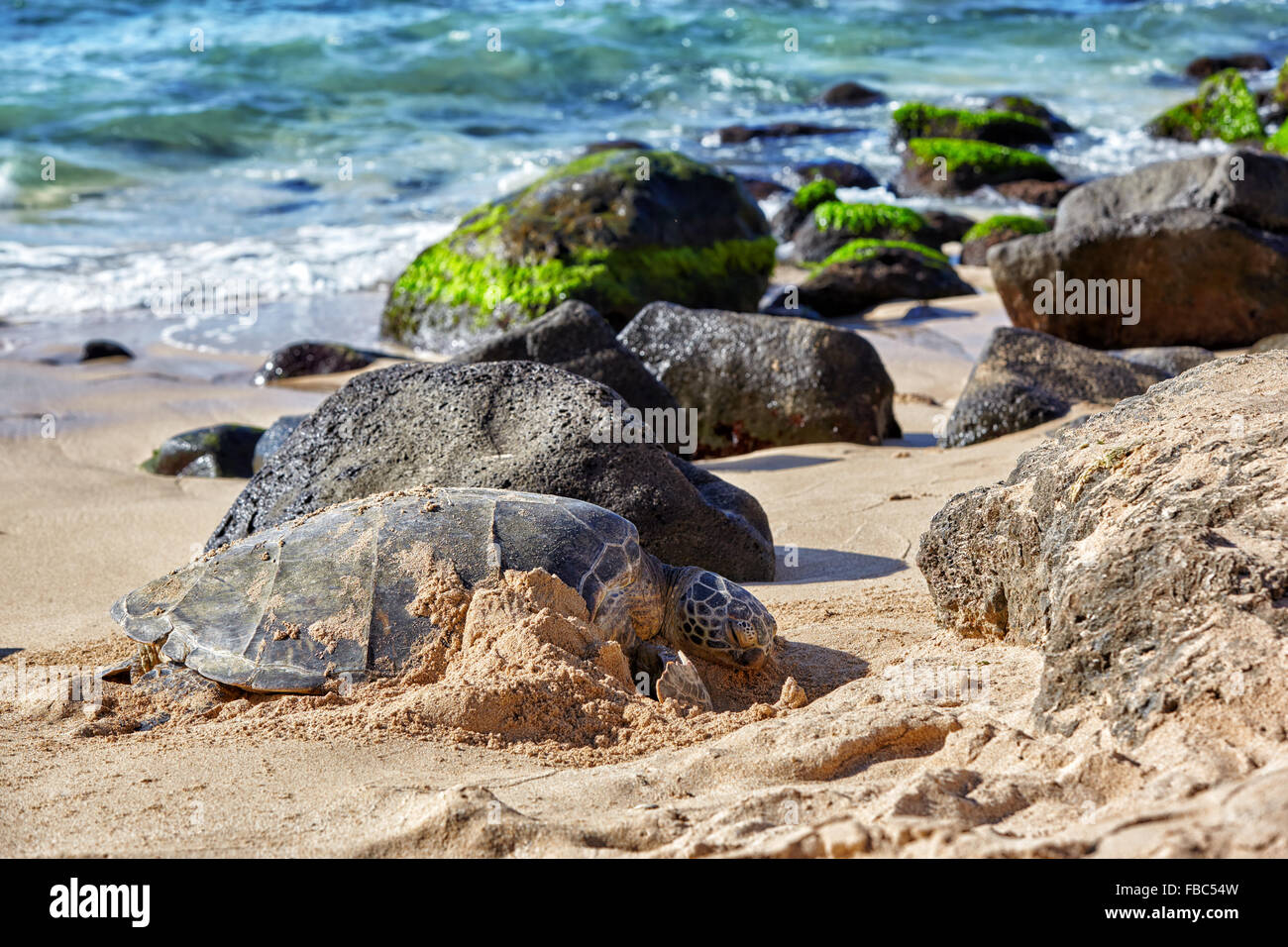 giant green sea turtle at Laniakea beach, Hawaii Stock Photo - Alamy