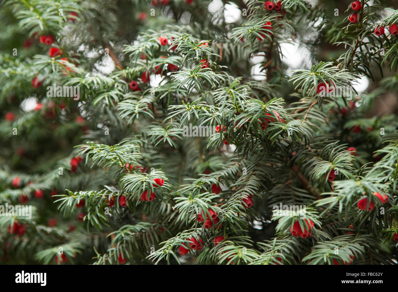 Berry laden tree hi-res stock photography and images - Alamy