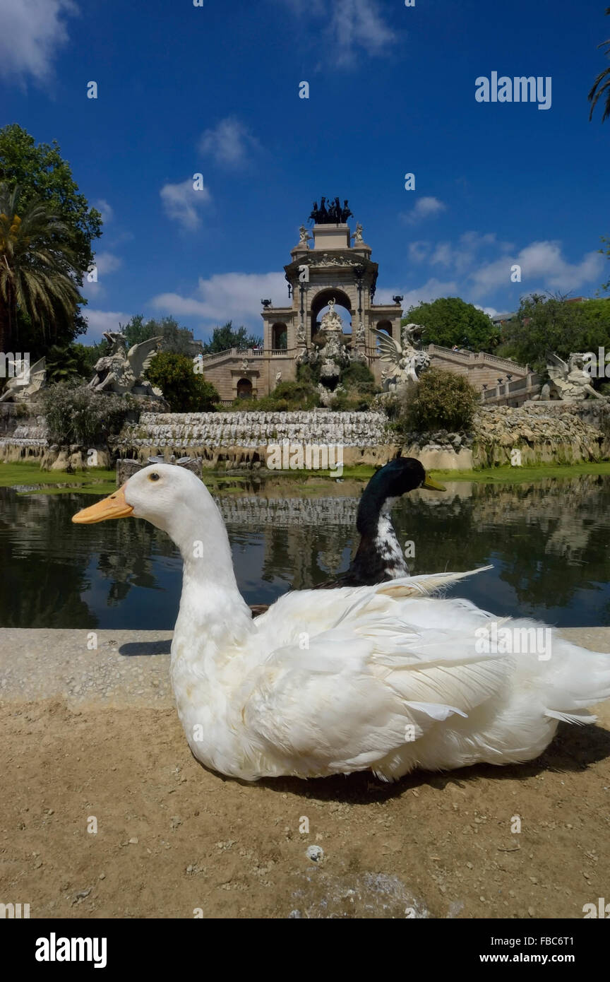 Ducks at Cascade Fountain. Parc de la Ciutadella. Barcelona. Catalan ...