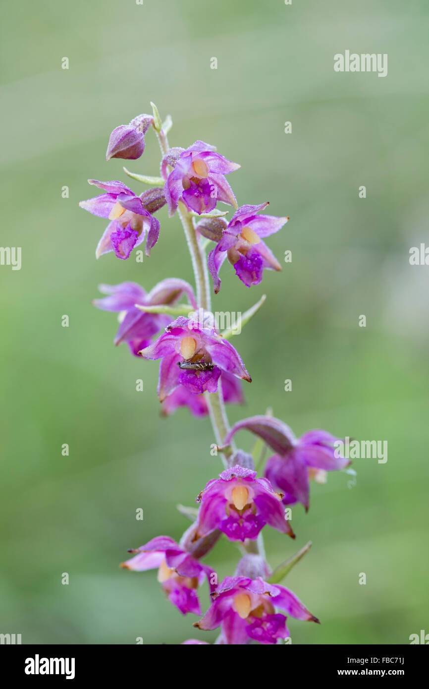 Dark Red Helleborine; Epipactis atrorubens Flower; Cumbria; UK Stock ...