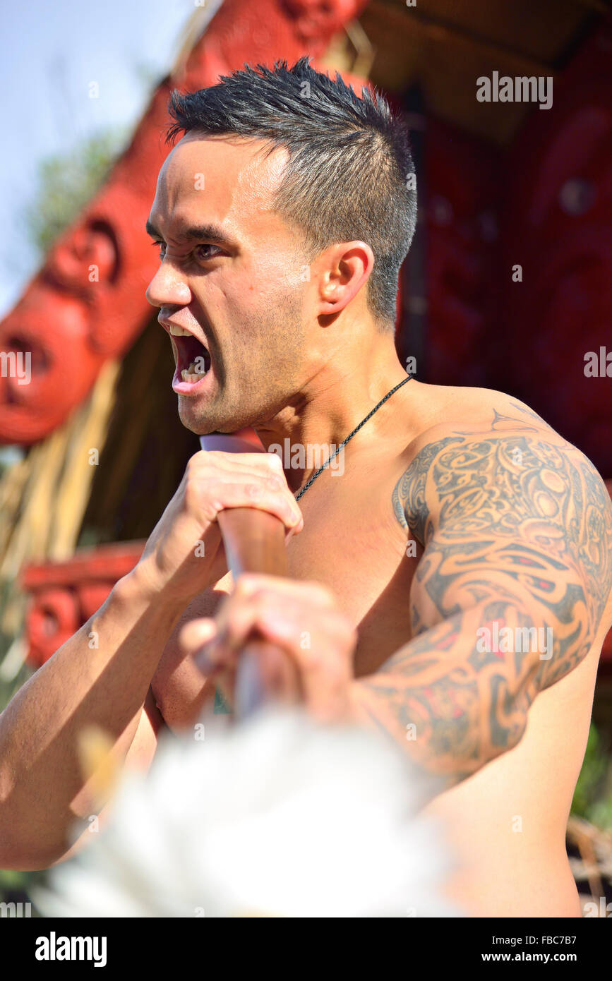 Maori warrior (toa) taking a menacing pose at the Te Puia Culture ...