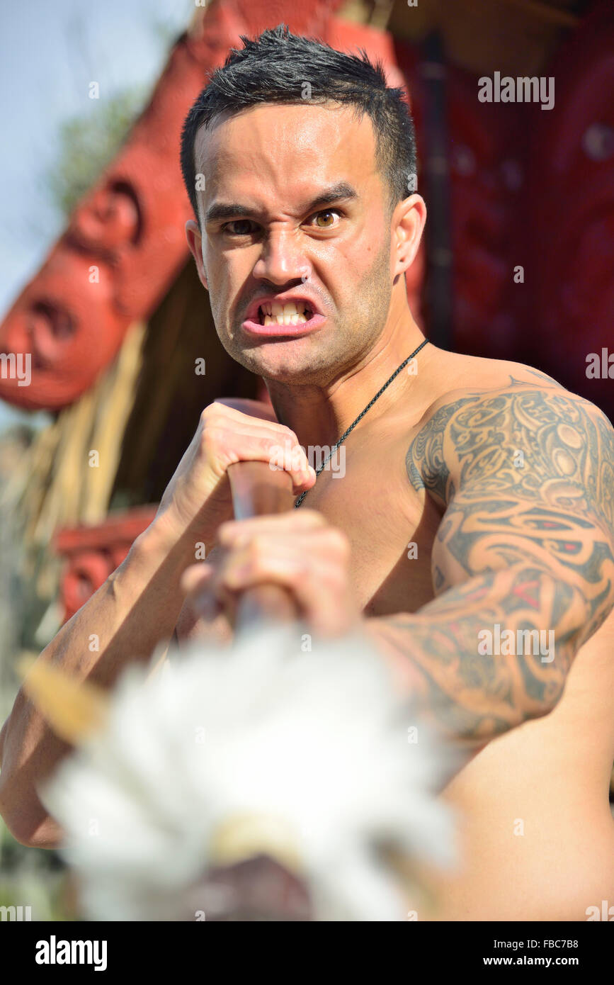 Maori warrior (toa) taking a menacing pose at the Te Puia Culture ...