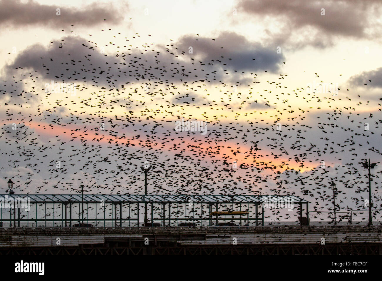 flock fly animal starling flight swarm bird dusk murmuration blackpool ...