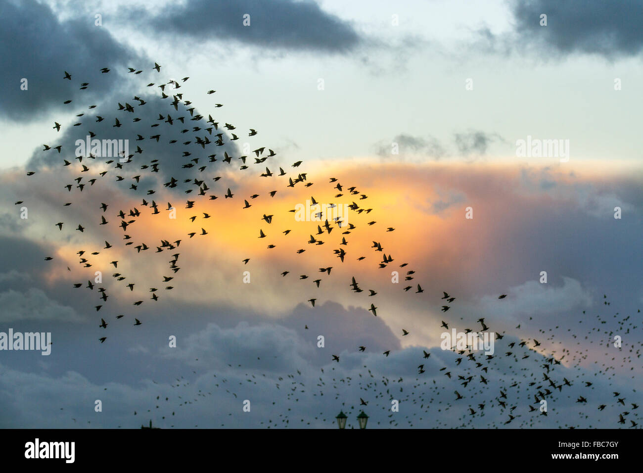 flock fly animal starling flight swarm bird dusk murmuration blackpool ...
