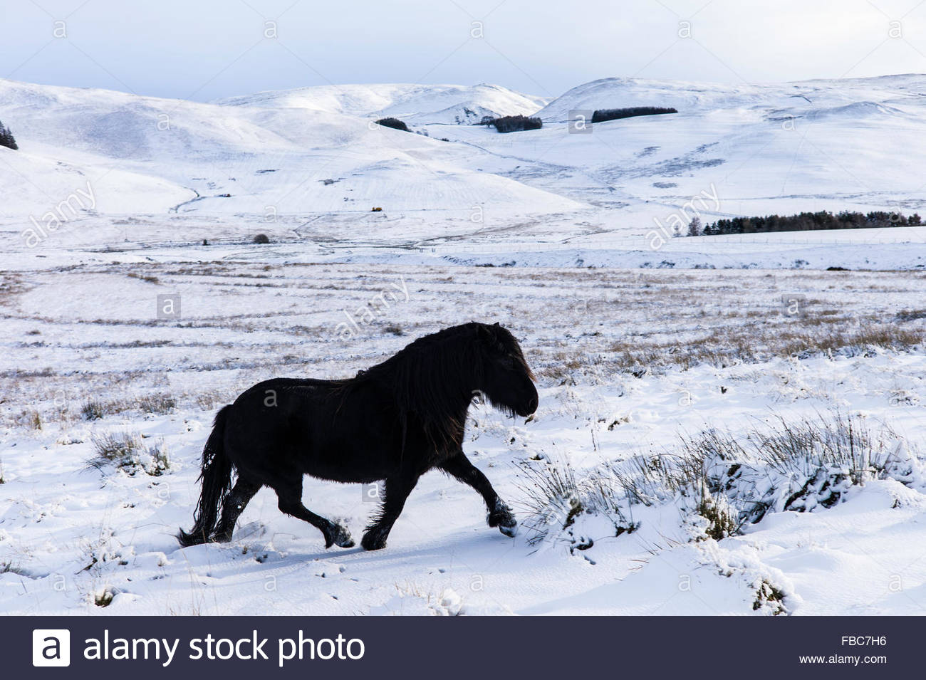 Scottish Breed Of Pony High Resolution Stock Photography and Images - Alamy