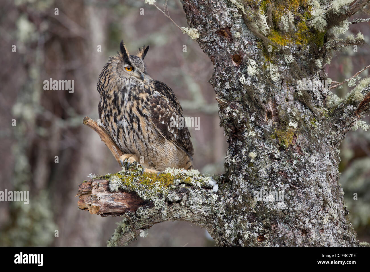 Animal eagle owl uk hi-res stock photography and images - Alamy