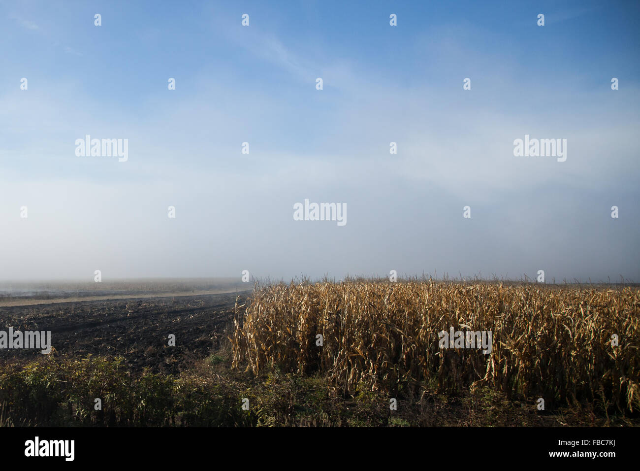 Vast corn fields hi-res stock photography and images - Alamy